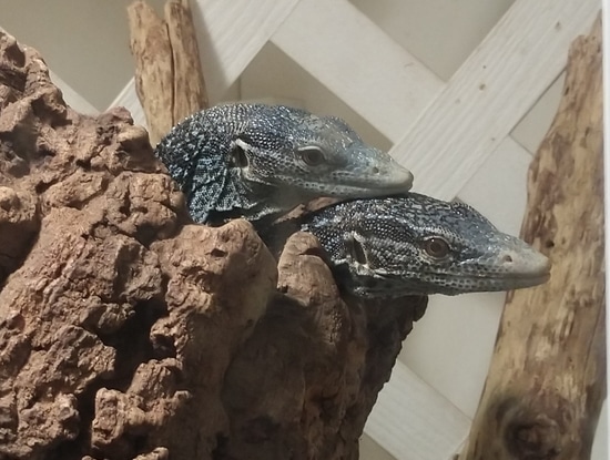 LTC Pair Varanus Macraei Blue Tree Monitor by Calhoun Reptiles, LLC