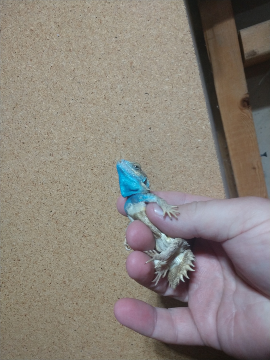 Pair X Taylori Shield Tail Agama More Lizard by Calhoun Reptiles, LLC ...