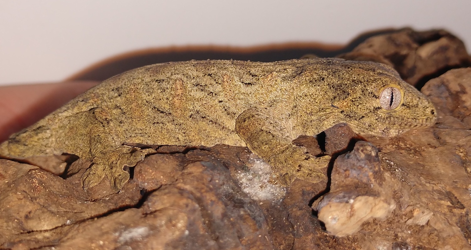 Pure Nuu Ana Leachianus Gecko by Calhoun Reptiles, LLC - MorphMarket