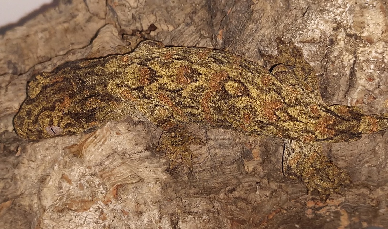 Pure Nuu Ana Leachianus Gecko by Calhoun Reptiles, LLC - MorphMarket