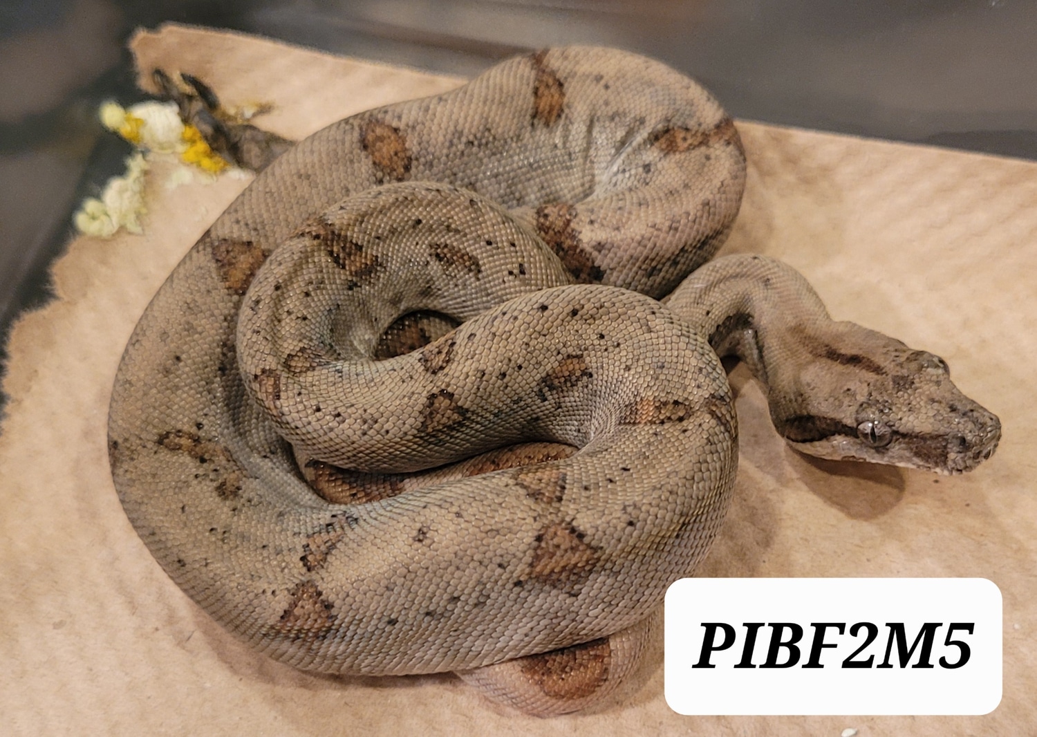 Boa Pearl Island Boa Constrictor by Calhoun Reptiles, LLC - MorphMarket