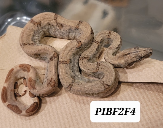 Pearl Island Boa Pearl Island Boa Constrictor by Calhoun Reptiles, LLC