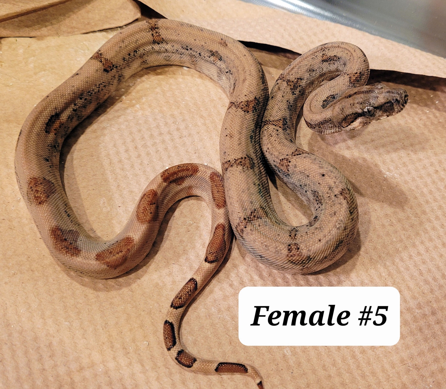 Boa Pearl Island Boa Constrictor by Calhoun Reptiles, LLC - MorphMarket