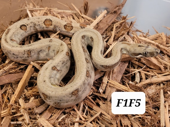 Female Pure Pearl Island Boa Pearl Island Boa Constrictor by Calhoun ...