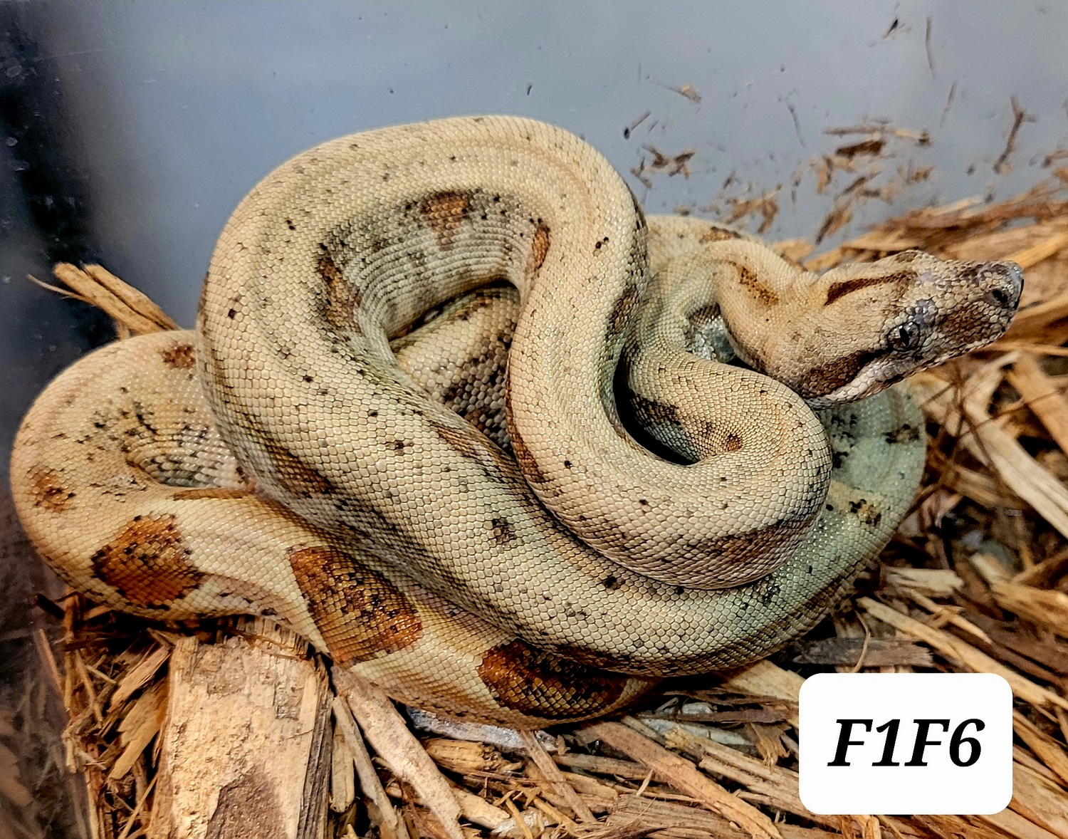 Pure Boa Female Pearl Island Boa Constrictor by Calhoun Reptiles, LLC ...