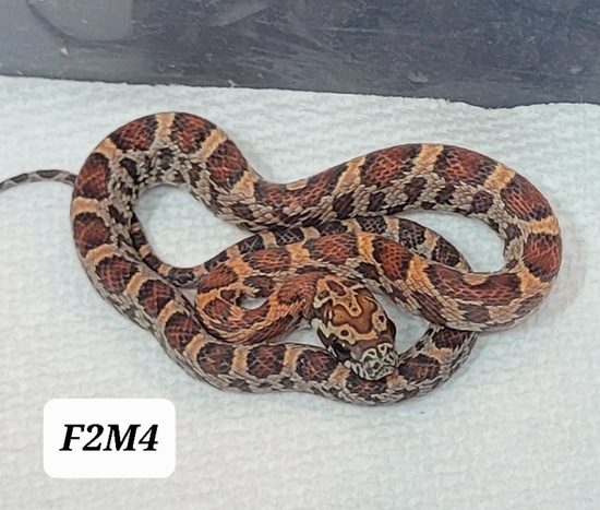 Sunkissed Abbott Line Okeetee Corn Snake by Calhoun Reptiles, LLC