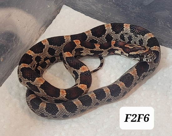 Abbott Line Okeetee Corn Snake by Calhoun Reptiles, LLC