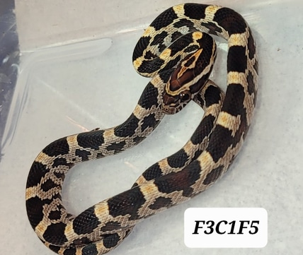 Calhoun Reptiles, LLC - MorphMarket