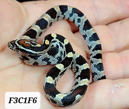 Calhoun Reptiles, LLC - MorphMarket