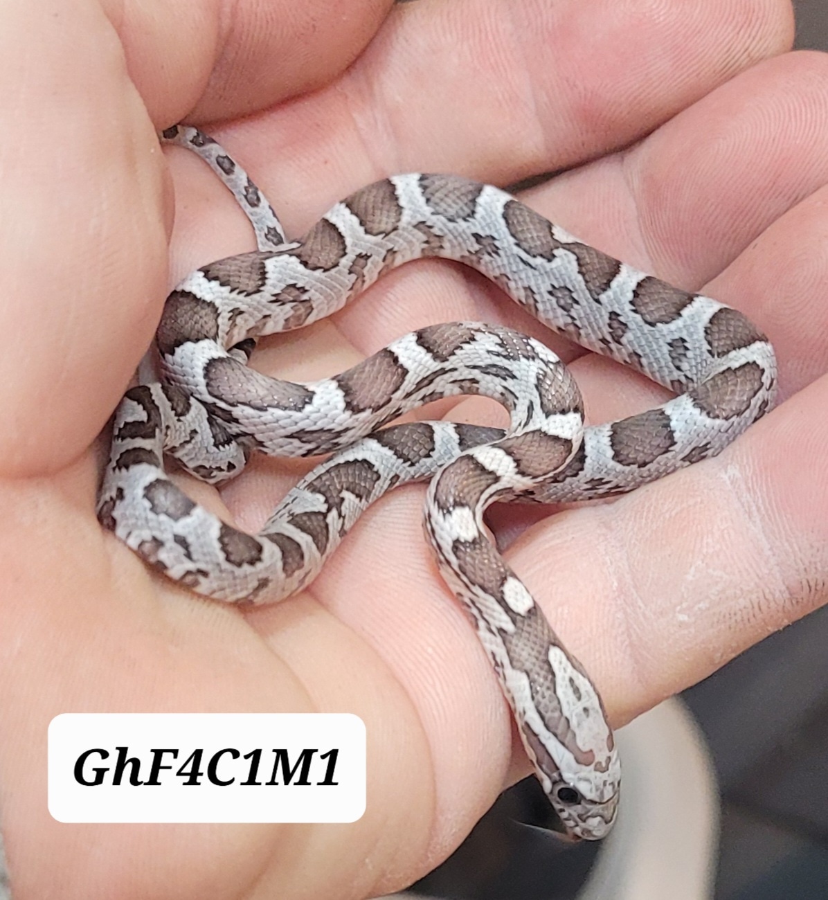 Ghost Corn Snake by Calhoun Reptiles, LLC - MorphMarket