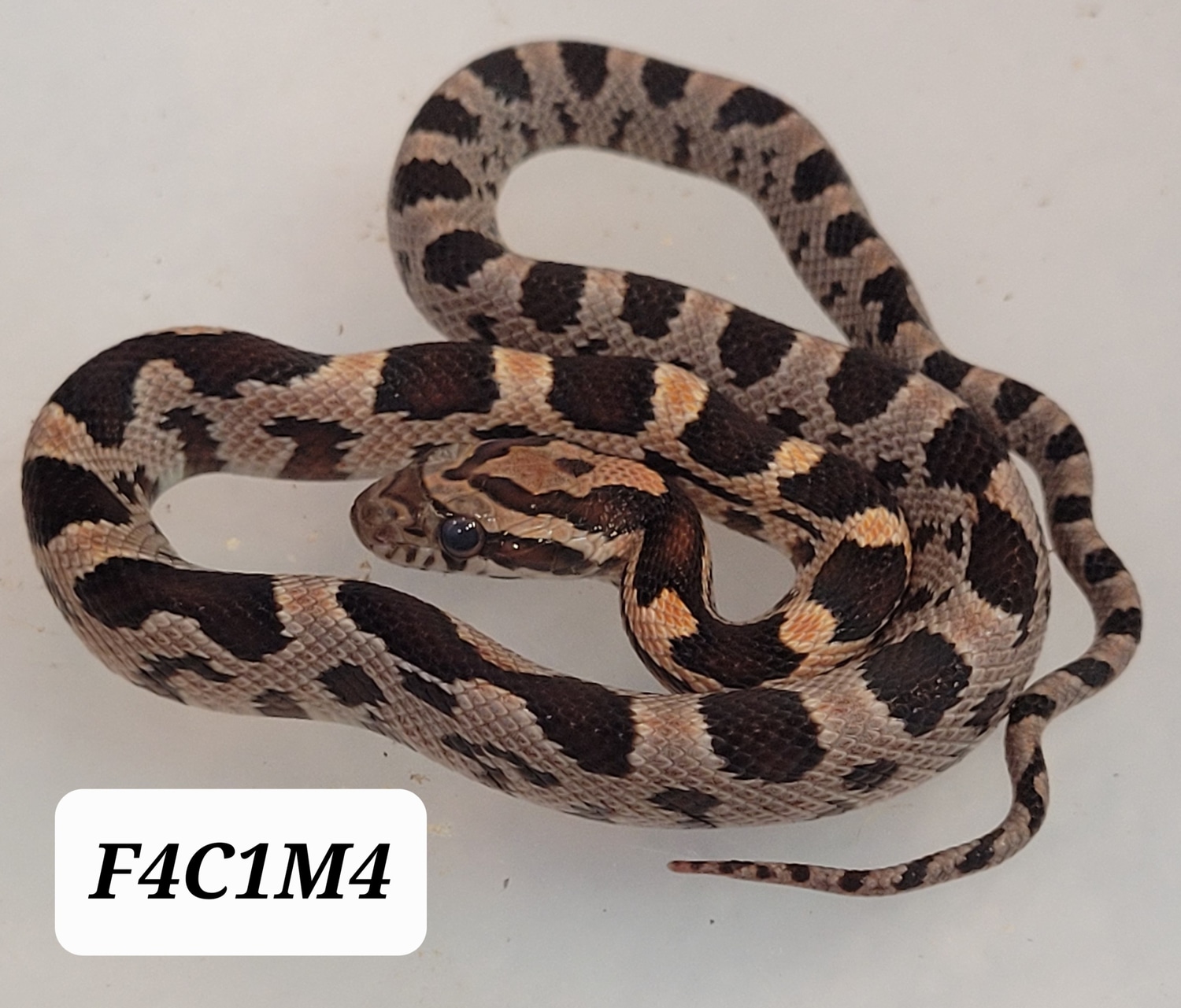 Double Het Corn Snake by Calhoun Reptiles, LLC - MorphMarket