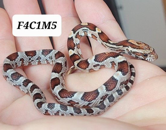 Double Het Corn Snake by Calhoun Reptiles, LLC