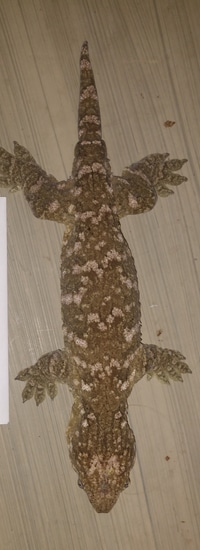 Pure Brosse Leachianus Gecko by Calhoun Reptiles, LLC