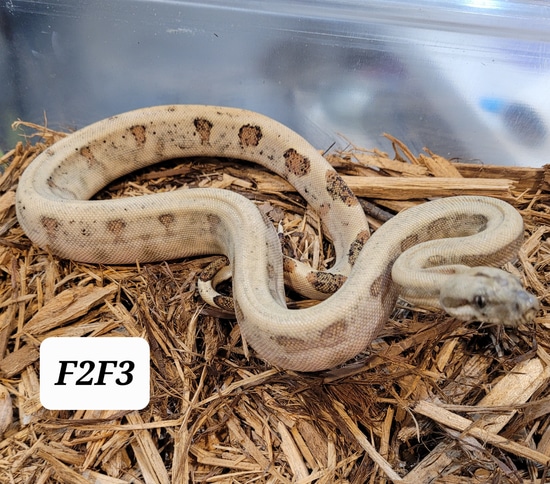 Pair Pure Pearl Islands Pearl Island Boa Constrictor by Calhoun ...