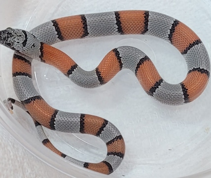 Calhoun Reptiles, LLC - MorphMarket