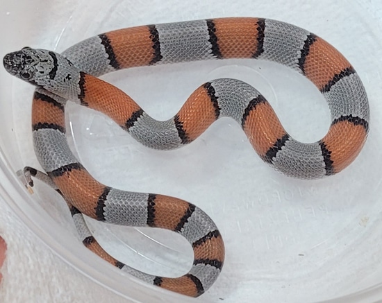 2022 Non-Locale Male Blair's Phase Alterna Gray-Banded Kingsnake by ...