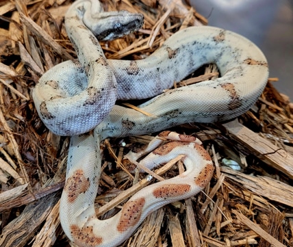 Calhoun Reptiles, LLC - MorphMarket