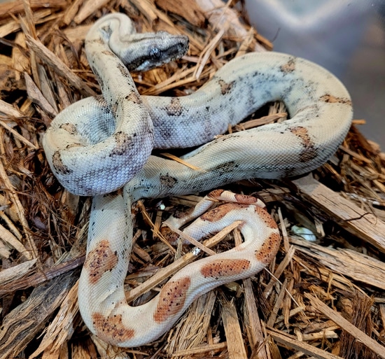 Pure Pearl Island Boa Free Shipping Pearl Island Boa Constrictor by ...