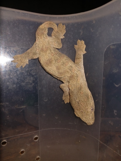 Pure Nuu Ana Hatchling Leachianus Gecko by Calhoun Reptiles, LLC