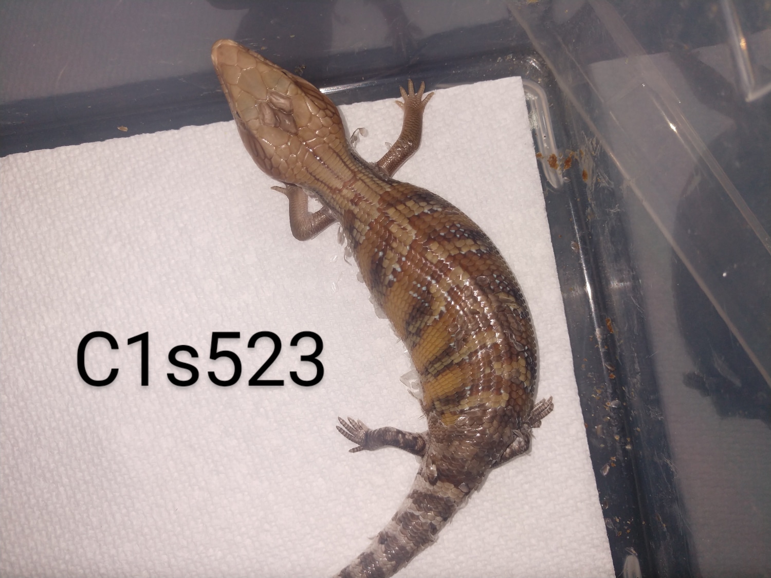 325 Shipped Northern Blue-Tongued Skink by Calhoun Reptiles, LLC ...