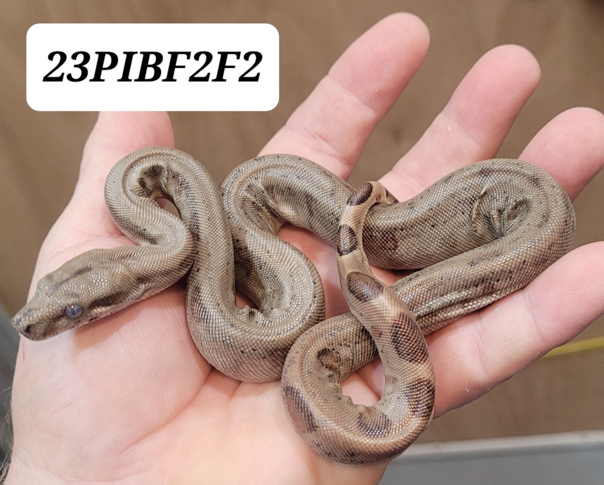 Pure Pearl Island Boa Constrictor by Calhoun Reptiles, LLC - MorphMarket
