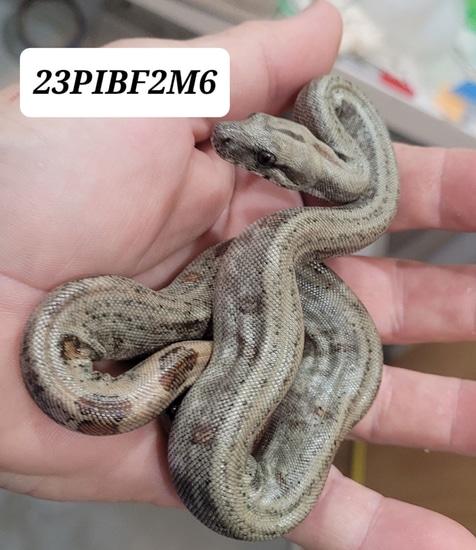 Pure Pearl Island Boa Pearl Island Boa Constrictor by Calhoun Reptiles, LLC