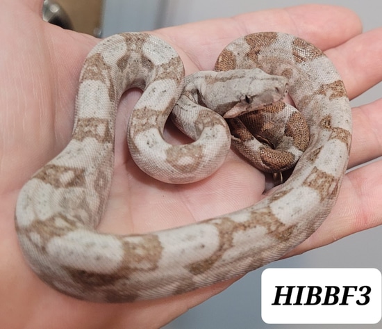 Pure Hog Island Boa Constrictor by Calhoun Reptiles, LLC