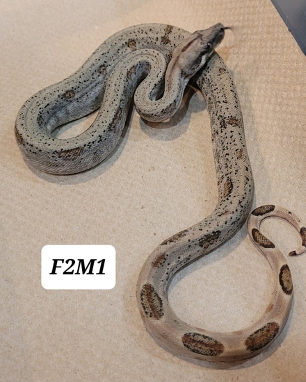 Pure Pearl Island Boa Pearl Island Boa Constrictor by Calhoun Reptiles, LLC