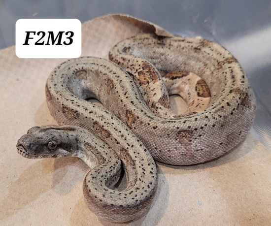 Pure Pearl Island Boa Pearl Island Boa Constrictor by Calhoun Reptiles, LLC