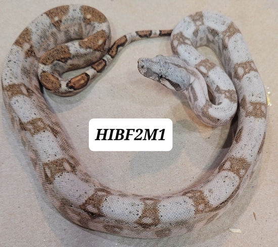 Pure Hog Island Boa Boa Constrictor by Calhoun Reptiles, LLC