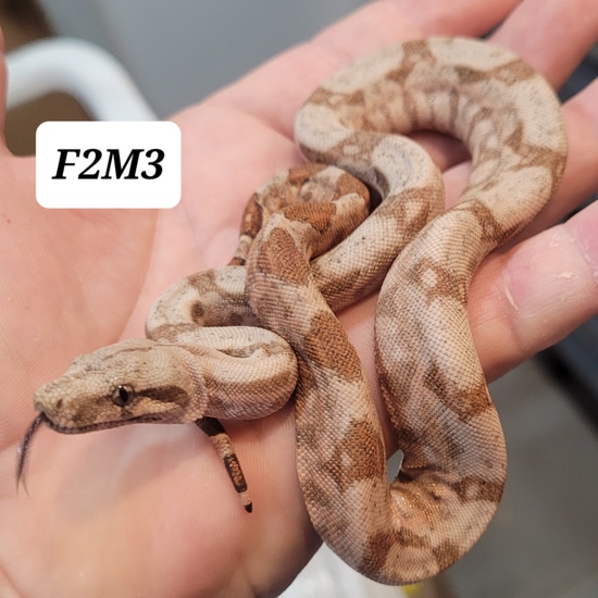 Pure Hog Island Boa Boa Constrictor by Calhoun Reptiles, LLC