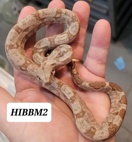 Pure Hog Island Boa Boa Constrictor by Calhoun Reptiles, LLC