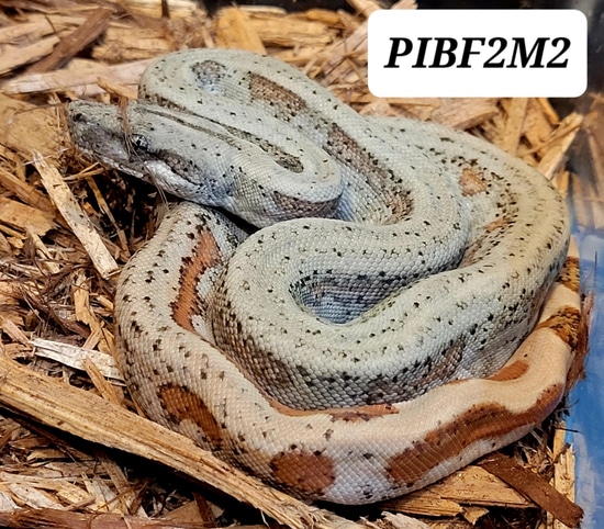 Pure Pearl Island Boa Pearl Island Boa Constrictor by Calhoun Reptiles, LLC