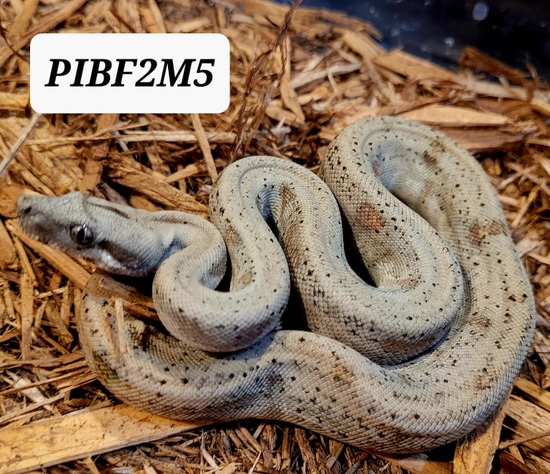 Pure Pearl Island Boa Pearl Island Boa Constrictor by Calhoun Reptiles, LLC