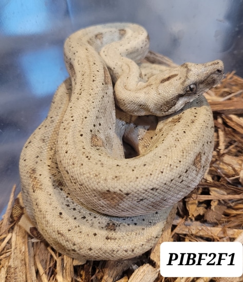 Pure Pearl Island Boas Pearl Island Boa Constrictor by Calhoun Reptiles ...
