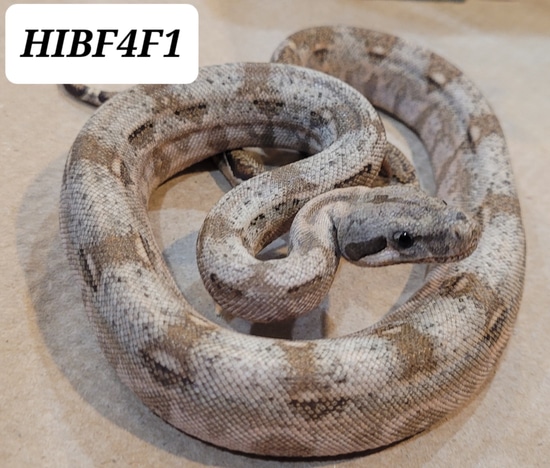Pure Hog Island Boa Boa Constrictor by Calhoun Reptiles, LLC
