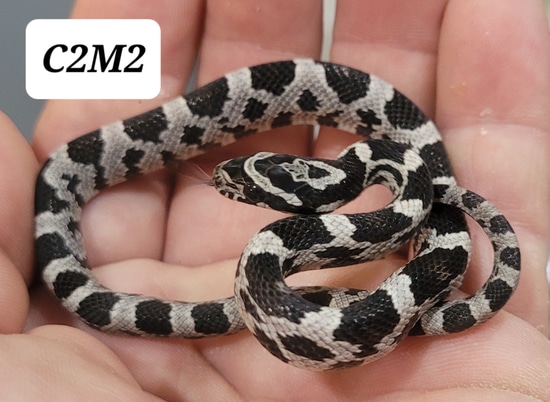 2023 Anerythristic Male Corn Snake by Calhoun Reptiles, LLC