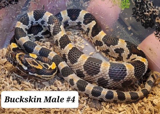 2023 Multi Het Buckskin Male Corn Snake by Calhoun Reptiles, LLC