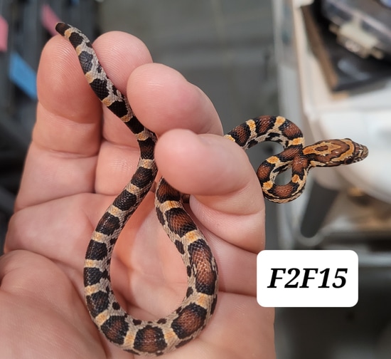 2023 Female Abbott Okeetee Corn Snake by Calhoun Reptiles, LLC