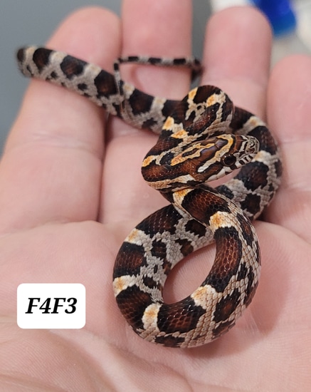 2023 Female Abbott Okeetee Corn Snake by Calhoun Reptiles, LLC