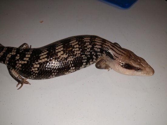 Nsw Eastern Eye Band Eastern Blue-Tongued Skink by Calhoun Reptiles, LLC