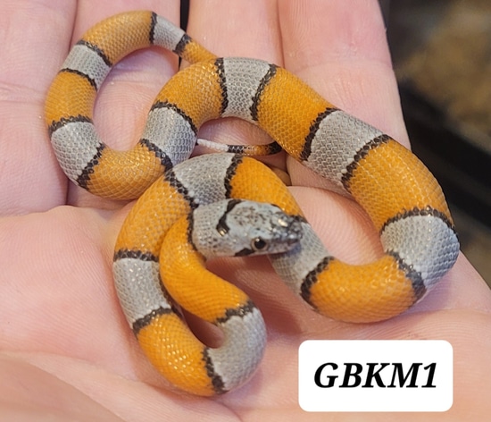 2023 Male Non-locale Gray Banded King (Imperfect) Gray-Banded Kingsnake ...