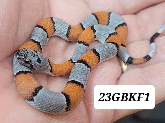 Gray-Banded Kingsnake by Calhoun Reptiles, LLC