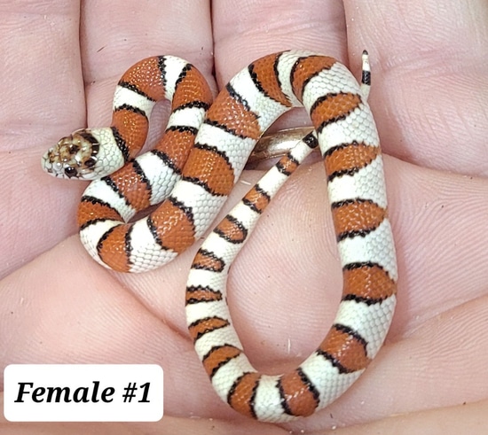 Sheridan County, NE Pale Milksnakes Pale Milk Snake by Calhoun Reptiles ...