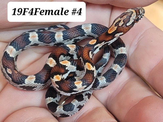 Abbott Line Okeetee Corn Snake by Calhoun Reptiles, LLC