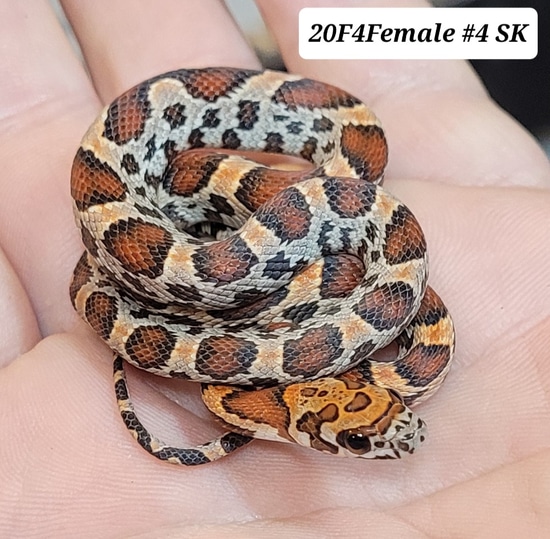 Sunkissed Okeetee Corn Snake by Calhoun Reptiles, LLC