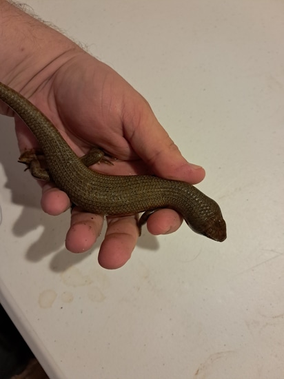 Adult Male Kenyan Zebra Skink More Skink by Calhoun Reptiles, LLC