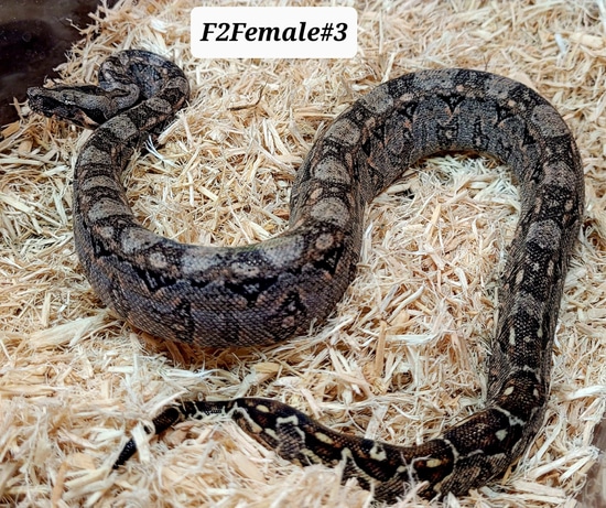 2024 Femals Pure Tarahumara Boa Boa Constrictor by Calhoun Reptiles, LLC