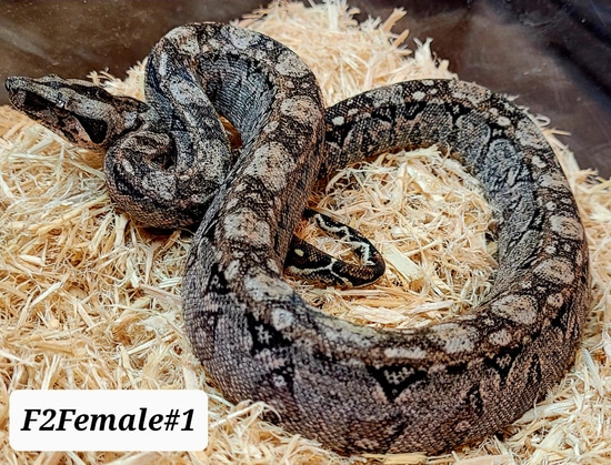 2024 Female Pure Tarahumara Boa LAST ONE! Boa Constrictor by Calhoun ...