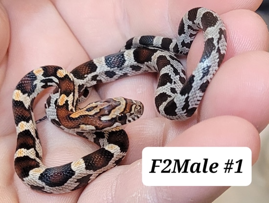 Abbott Line Okeetee Corn Snake by Calhoun Reptiles, LLC